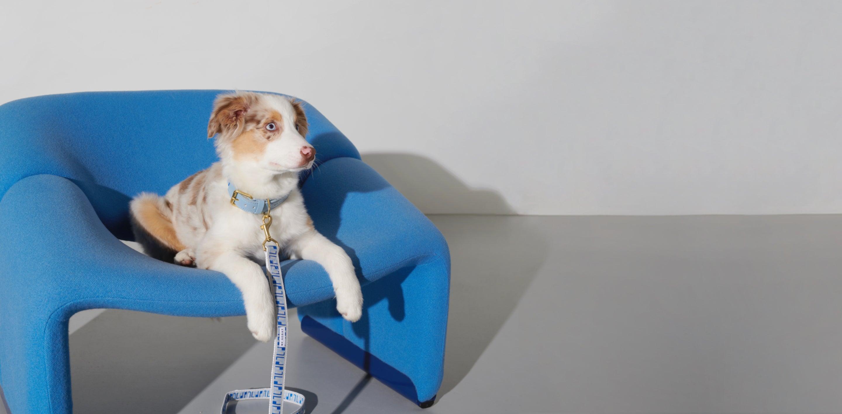 Luxury Dog Walk Products - High-Style Leashes, Collars & Harnesses | By ...