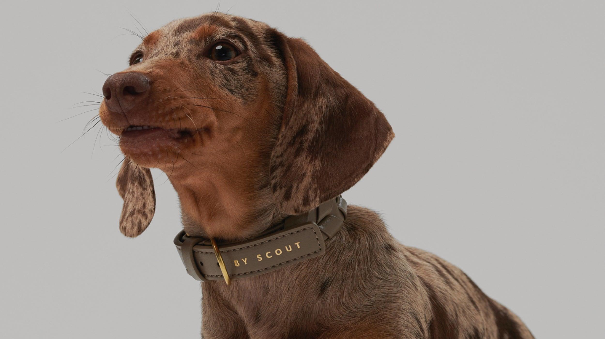 Mela Caspita Dog Collars- The best leather alternative | By Scout
