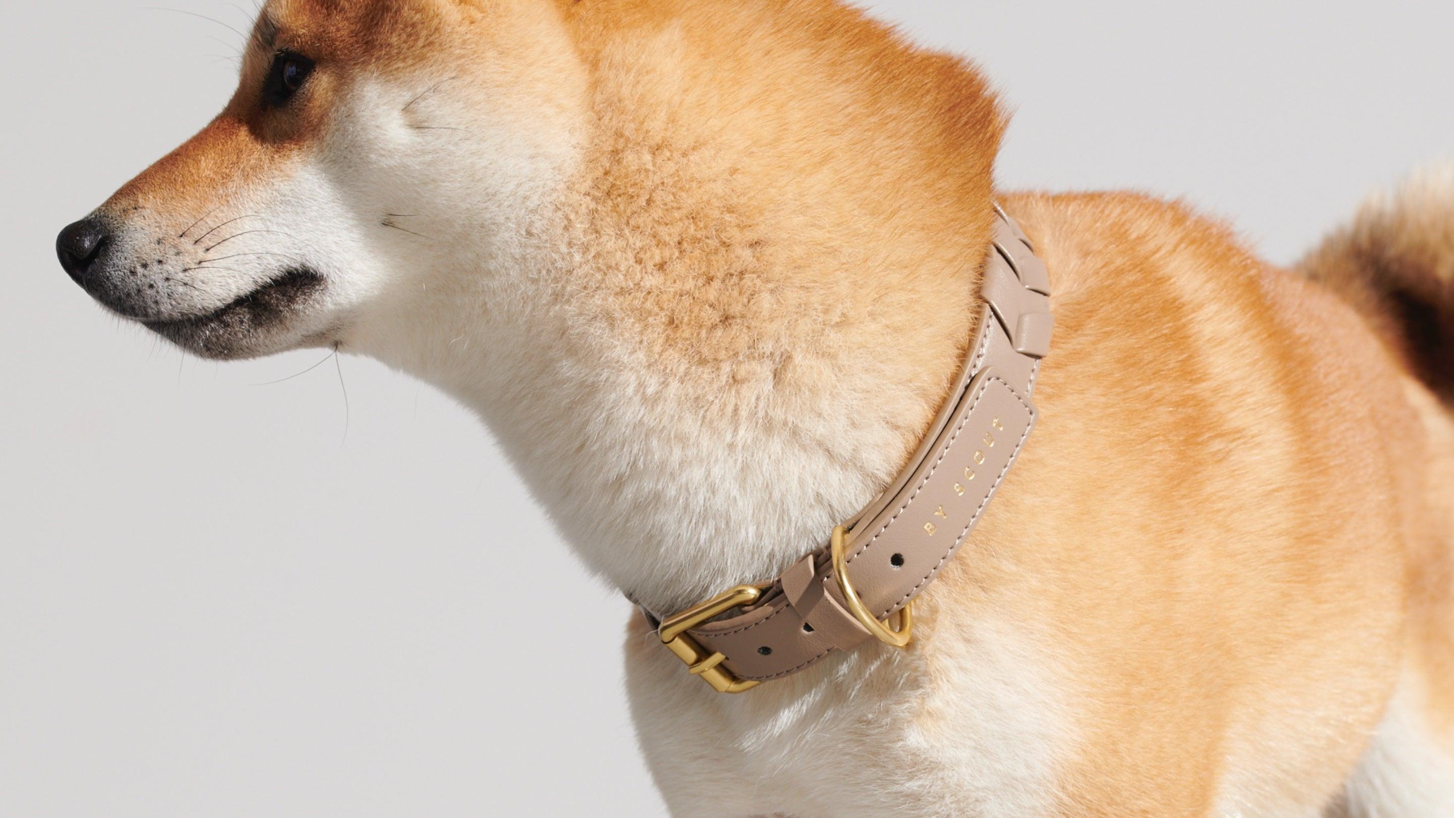 Premium Vegan Dog Collars – Handcrafted, Stylish & Sustainable | By ...