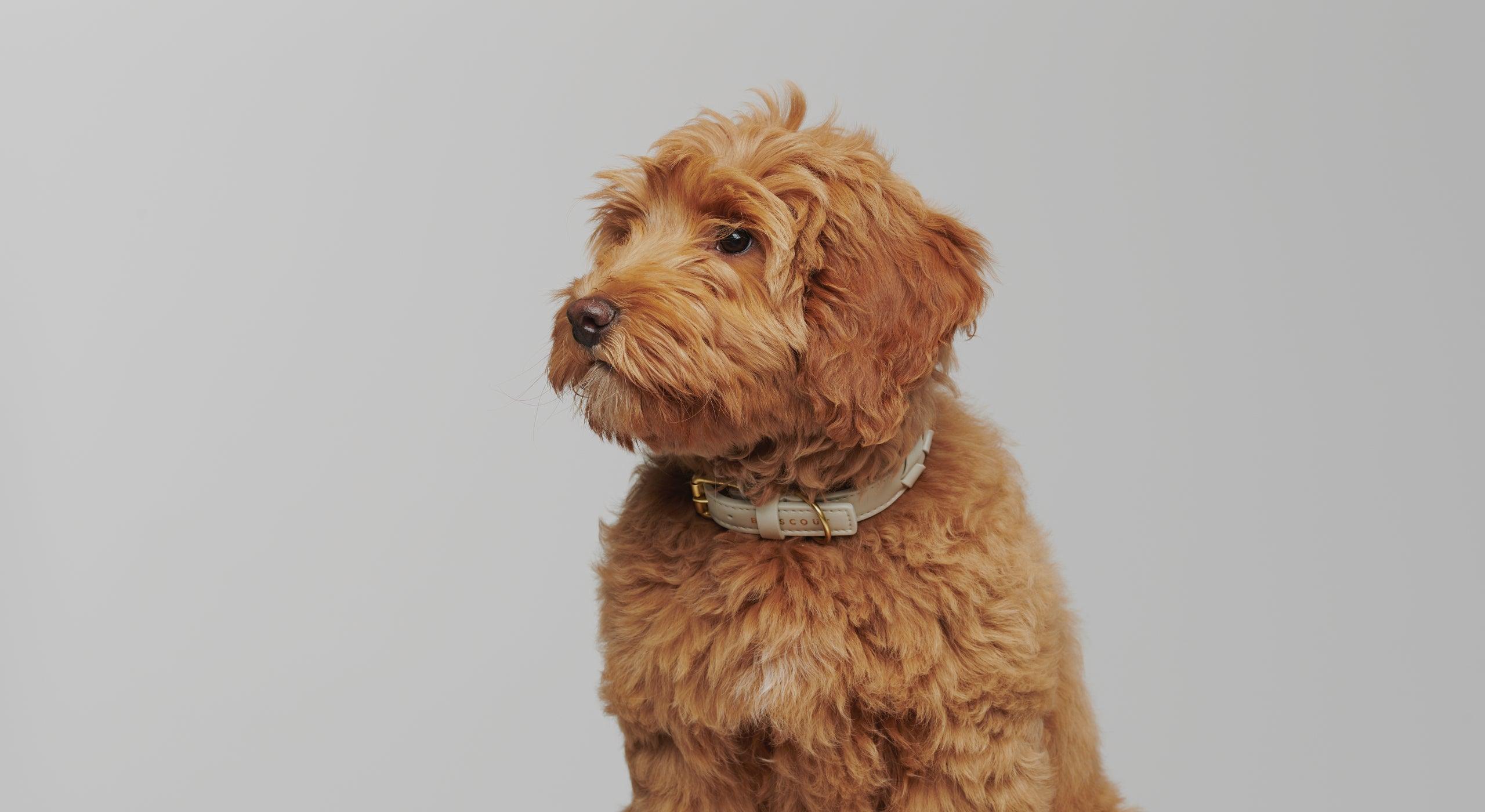 Luxe leather-like Dog Harness - Stylish & Lightweight for Small Pups ...